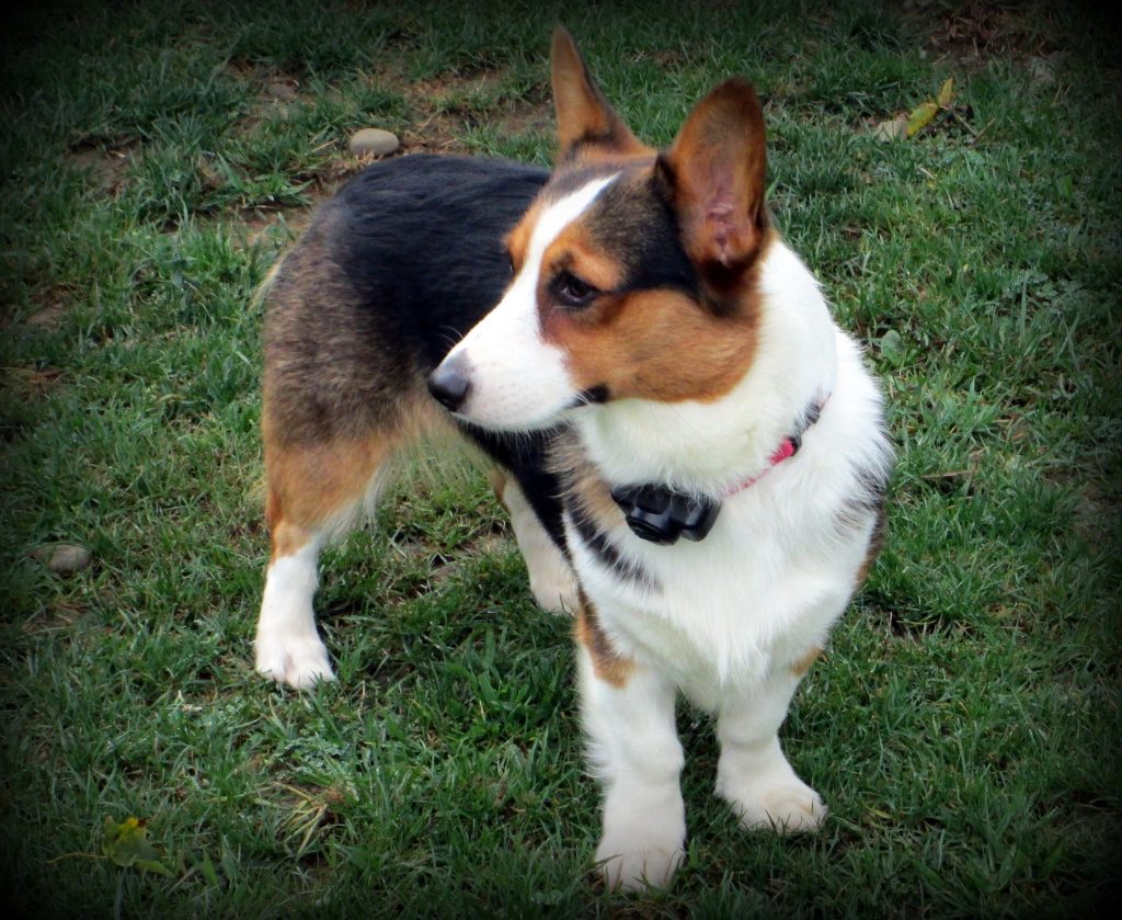 So You Want a CORGI? | Dunn's Farm Corgis